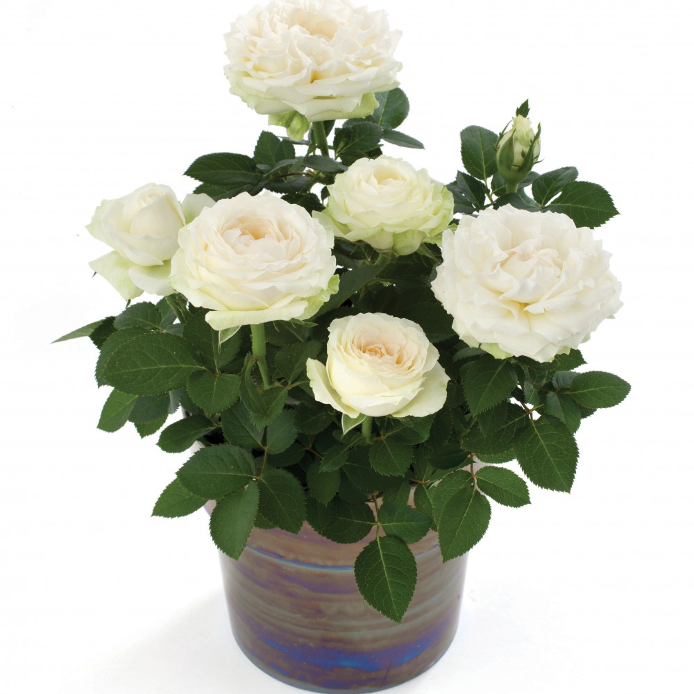 4 awards for the Infinity roses in Japan – Roses Forever