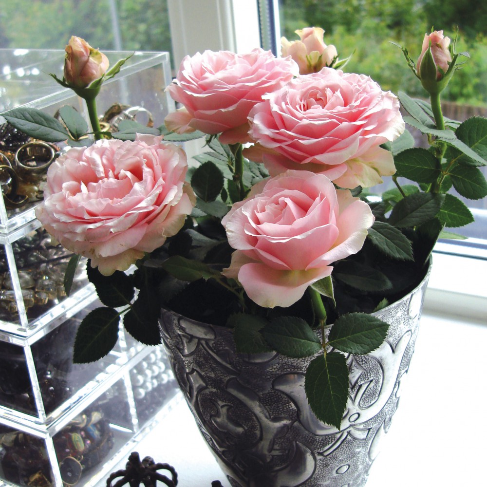 4 awards for the Infinity roses in Japan – Roses Forever