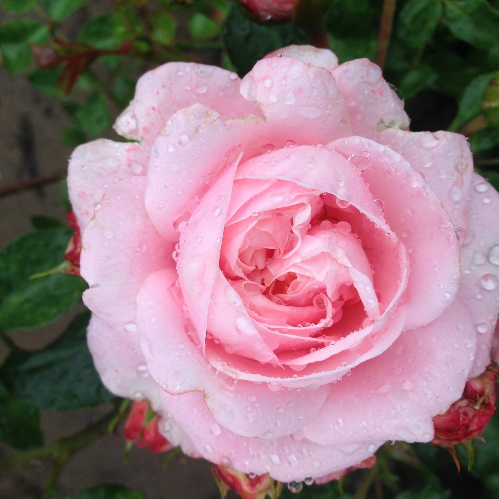 HRH Princess Benedikte of Denmark will baptize the Inner Wheel garden ...