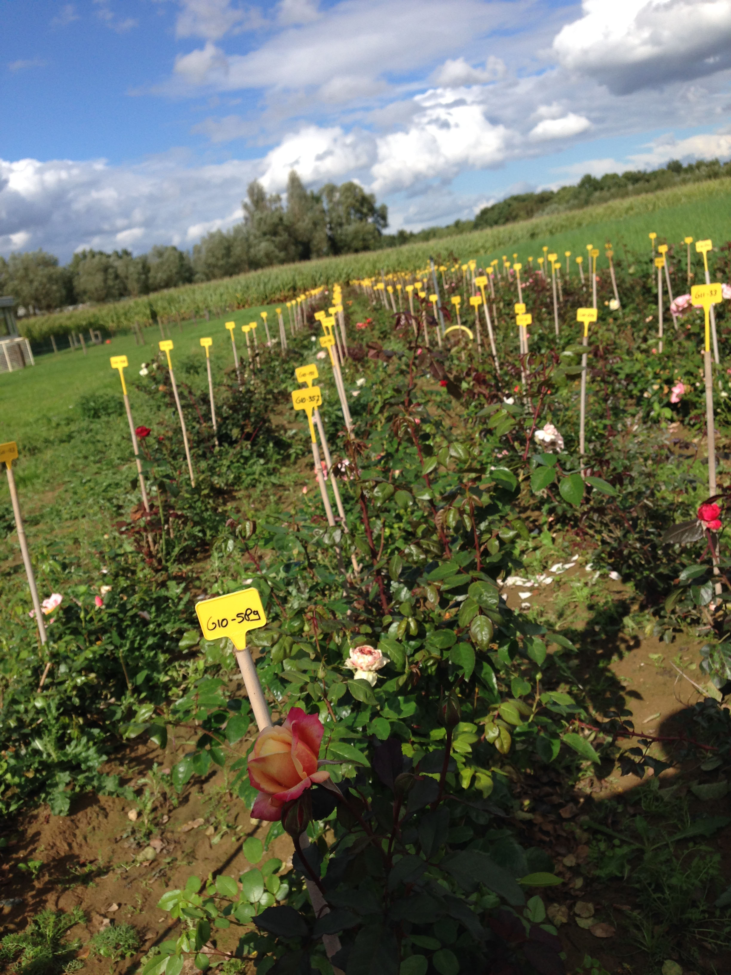 Successful rose breeder introduces a new series of romantic and ...