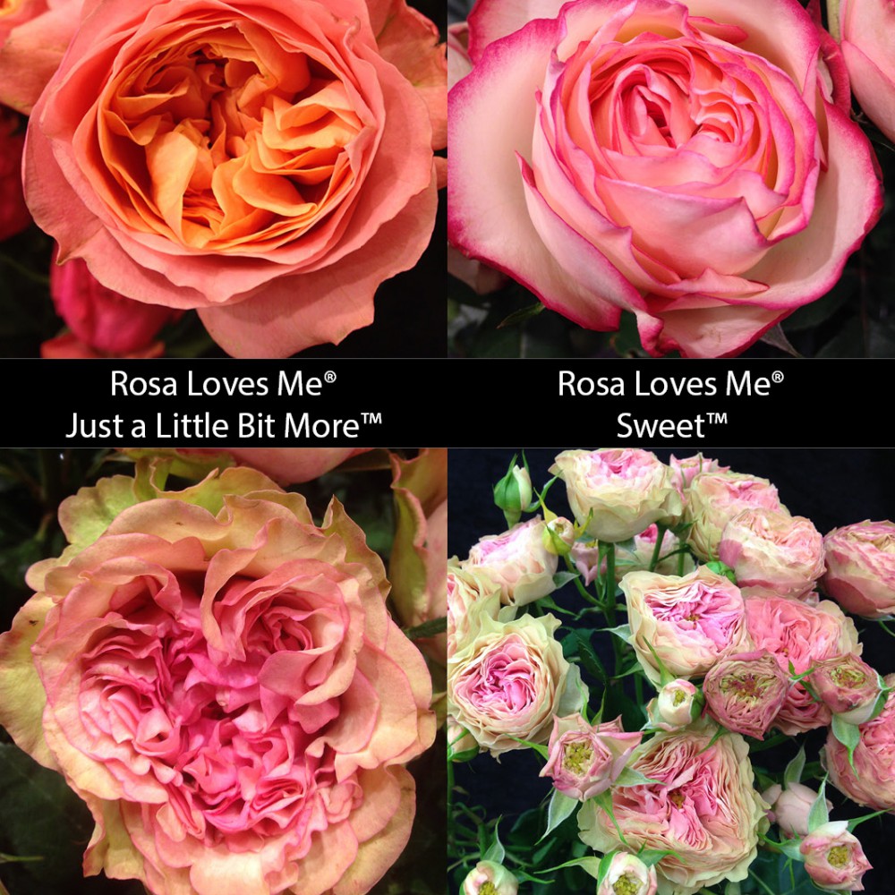 Successful rose breeder introduces a new series of romantic and ...