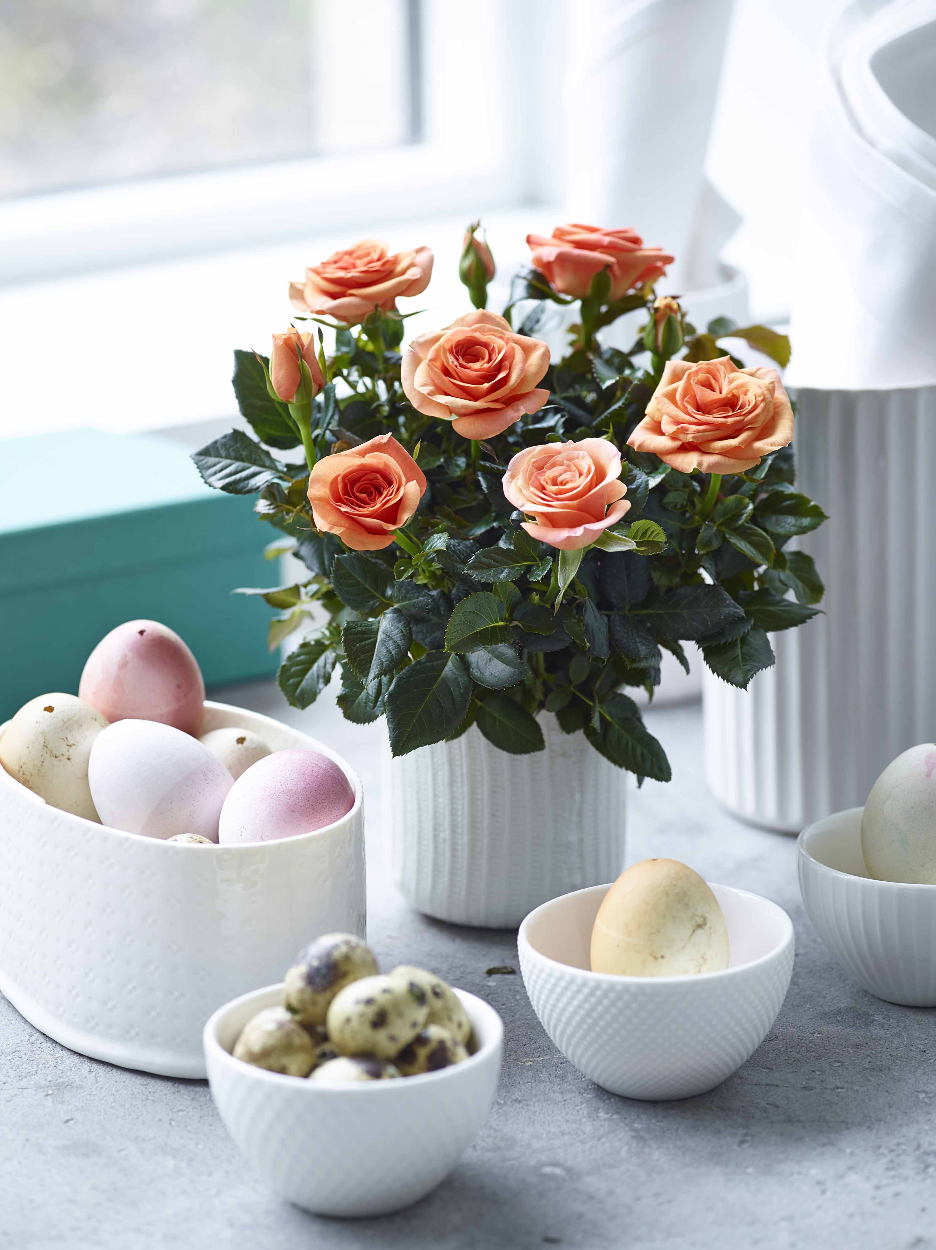 Roses are Forever – Roses Forever