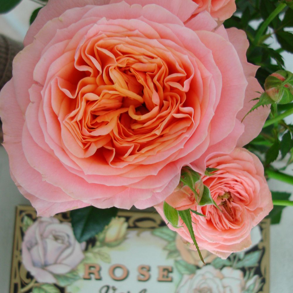 Rosa Loves Me Tender and With Heart and Soul – Roses Forever