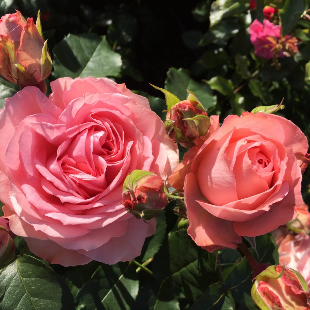 HRH Crown Princess Mary of Denmark named a new rose from Roses Forever ...